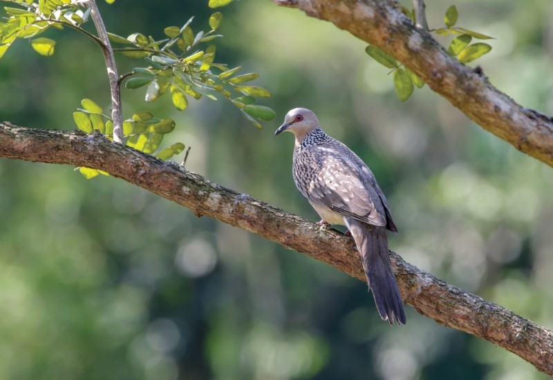 Wise as Serpents, Harmless as Doves: Understanding the Balance in ...