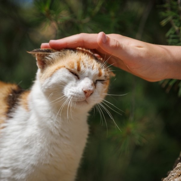 Petting è peccato: una guida alla purezza nel fidanzamento